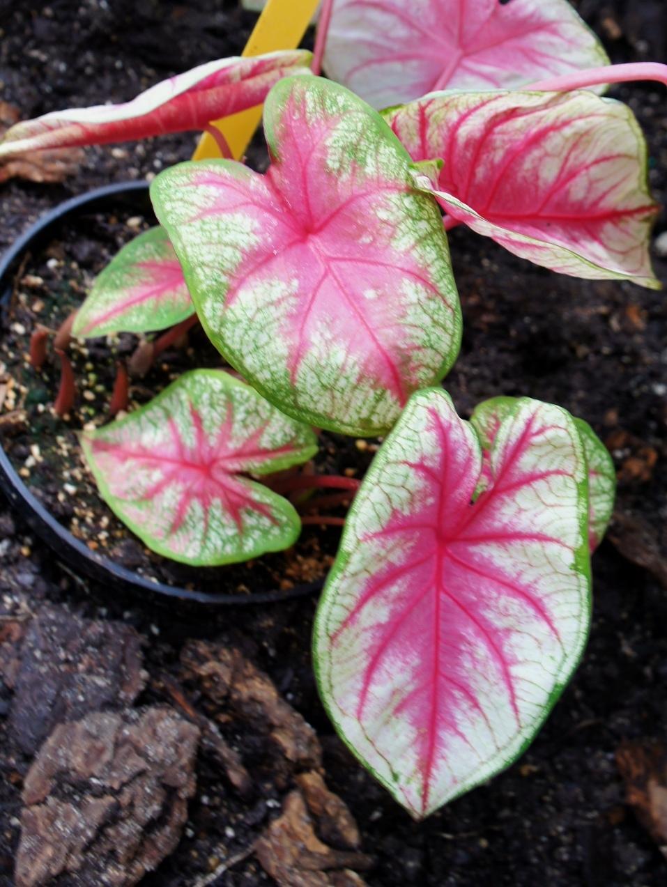 Fancy-leaf Caladium (Caladium Summer Pink™) in the Caladiums Database ...
