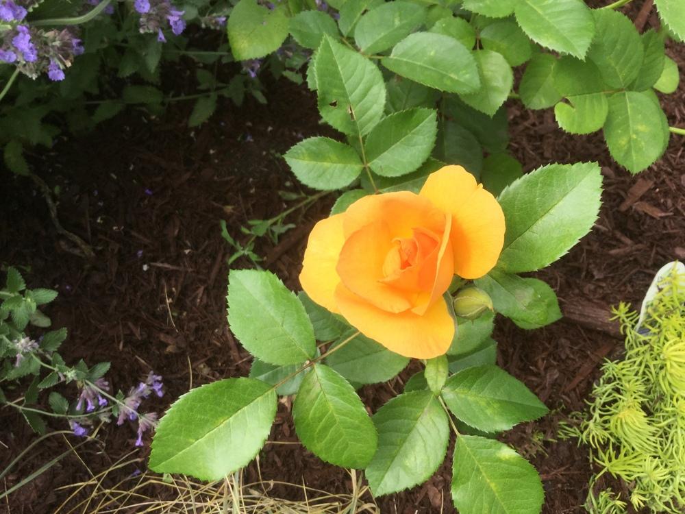 Photo of the bloom of Rose (Rosa 'Bill Reid') posted by DebbieC ...