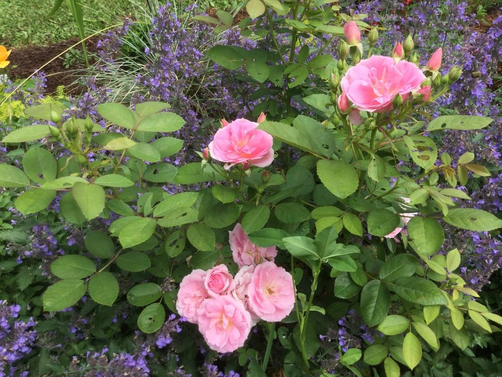 Photo of the bloom of Rose (Rosa 'Prairie Dawn') posted by DebbieC ...