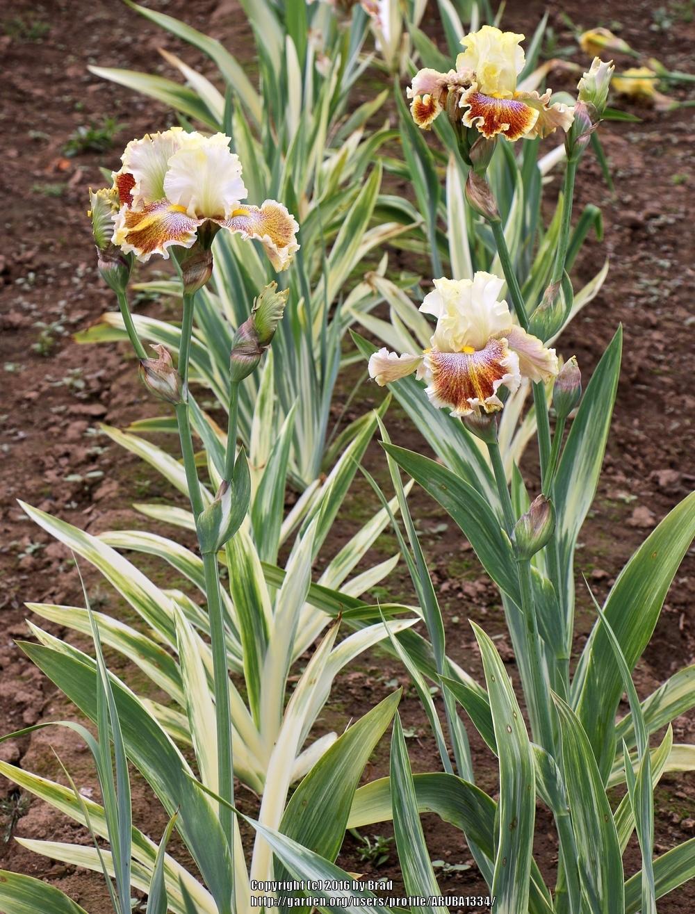 Photo of the bloom of Tall Bearded Iris (Iris 'Variegated Wonder ...