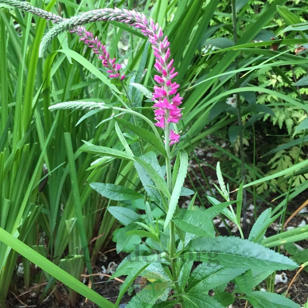 Photo of the entire plant of Spike Speedwell (Veronica spicata 'Red Fox ...