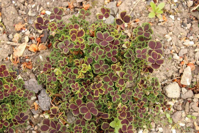Black-Leaved Clover (Trifolium repens 'Pentaphyllum') - Garden.org
