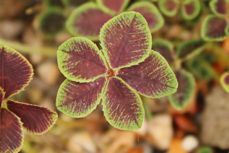 Photo of the leaves of Black-Leaved Clover (Trifolium repens ...