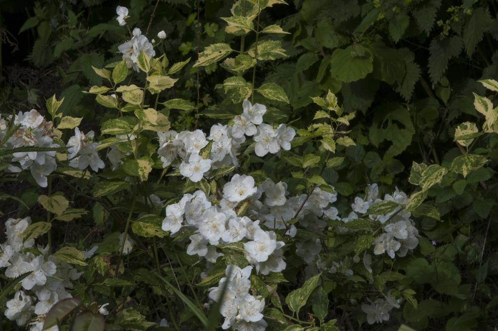 Mock Oranges: Plant Care and Collection of Varieties - Garden.org