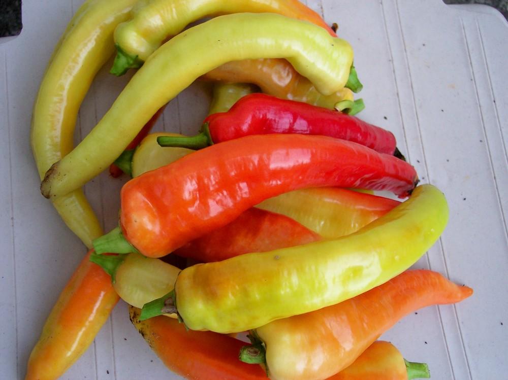 Wax Pepper (Capsicum 'Hot Sunset') in the Peppers Database - Garden.org