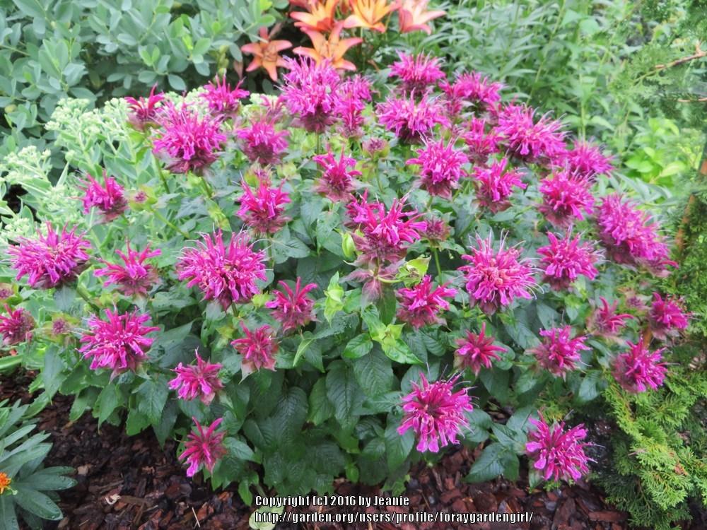 Monarda Didyma Grand Parade 19580 Pp