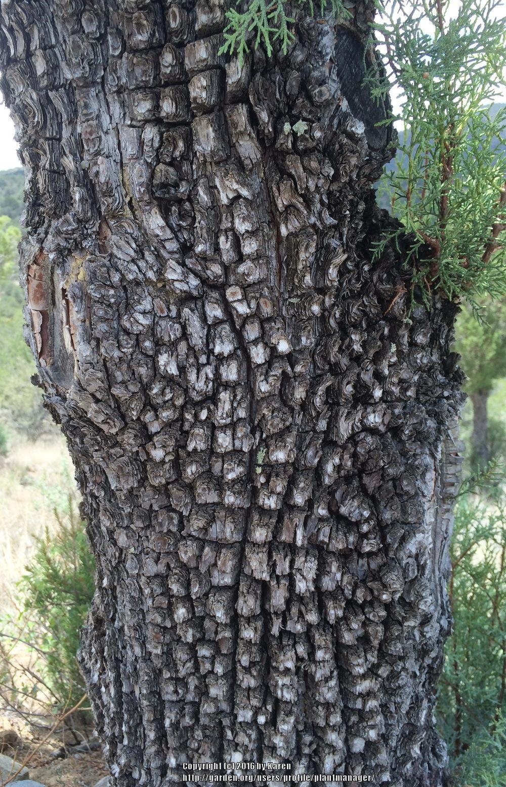 Alligator Juniper (Juniperus deppeana) - Garden.org