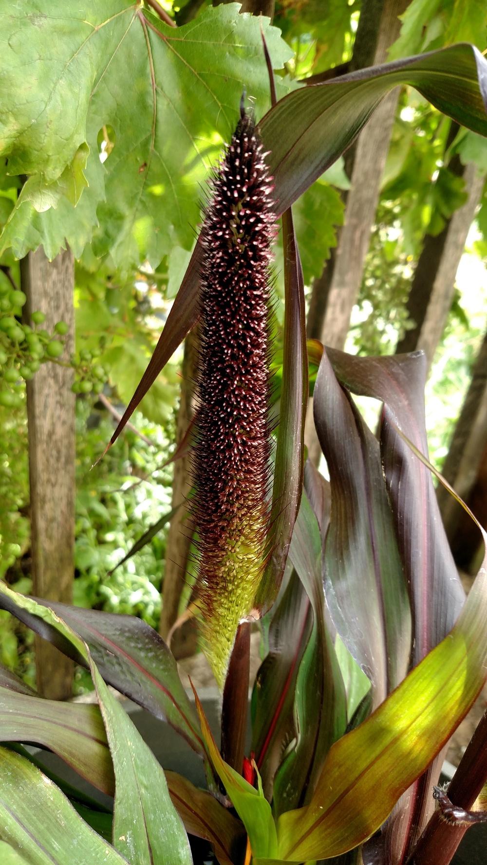 Photo of the seed pods or heads of Millet (Cenchrus americanus 'Purple ...
