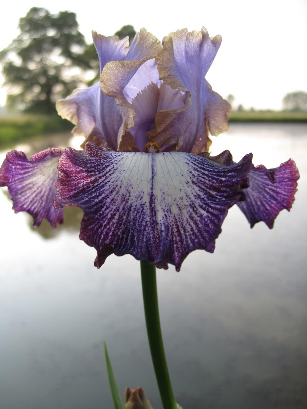 Tall Bearded Iris (Iris 'Queen of My Heart') in the Irises Database ...
