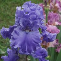 Photo of the bloom of Tall Bearded Iris (Iris 'Sea Power') posted by ...