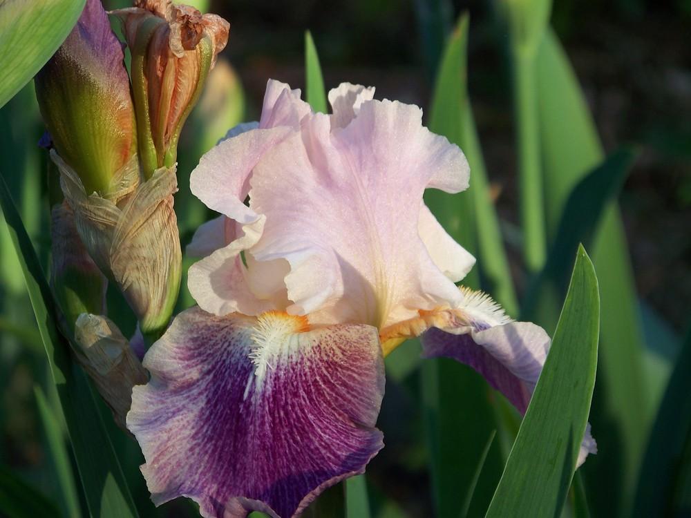 Tall Bearded Iris (Iris 'Magic Number') in the Irises Database - Garden.org