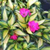 Photo of the entire plant of Impatiens SunPatiens® Compact Tropical ...