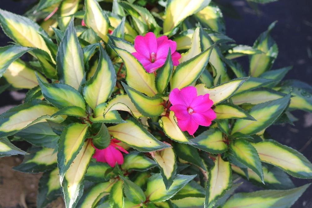 Photo of the entire plant of Impatiens SunPatiens® Compact Tropical ...