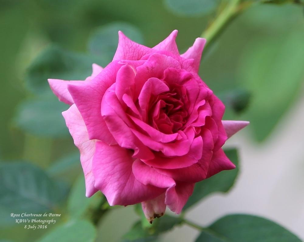 Rose (Rosa 'Chartreuse de Parme') in the Roses Database - Garden.org