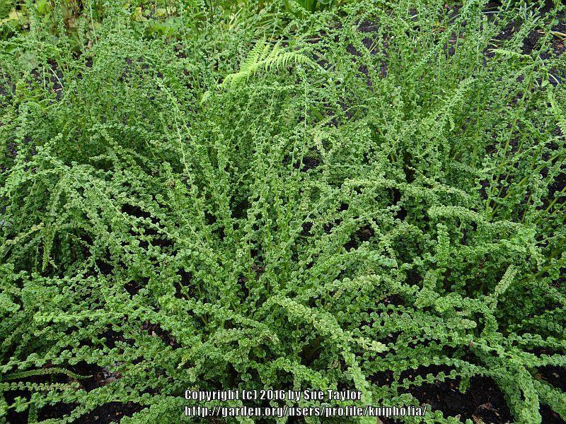 Photo of the entire plant of Tatting Fern (Athyrium filix-femina ...