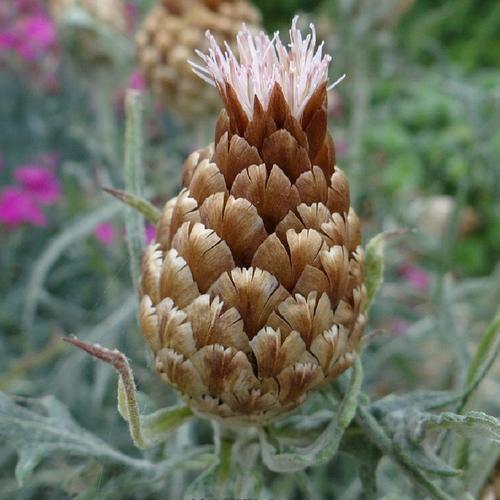 Rhaponticum coniferum - Garden.org