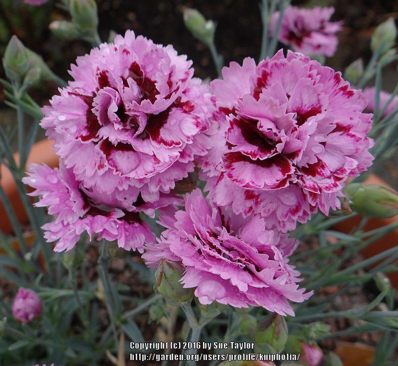 Photo of the bloom of Border Pinks (Dianthus Early Bird™ Fizzy) posted ...