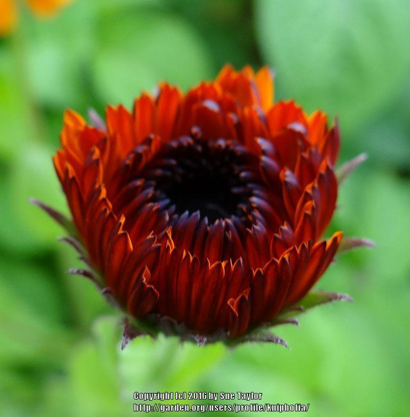 Pot Marigold (Calendula officinalis 'Indian Prince') - Garden.org