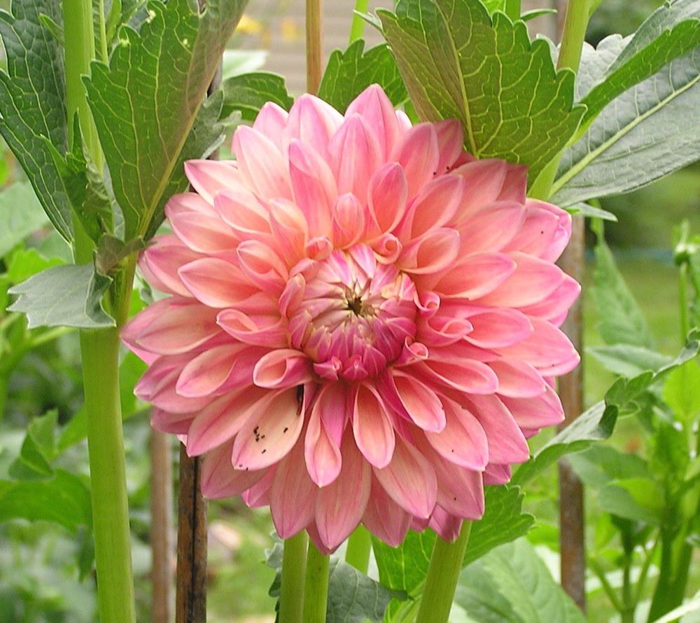 Photo of the bloom of Dahlia 'Scaur Swinton' posted by mandolls ...