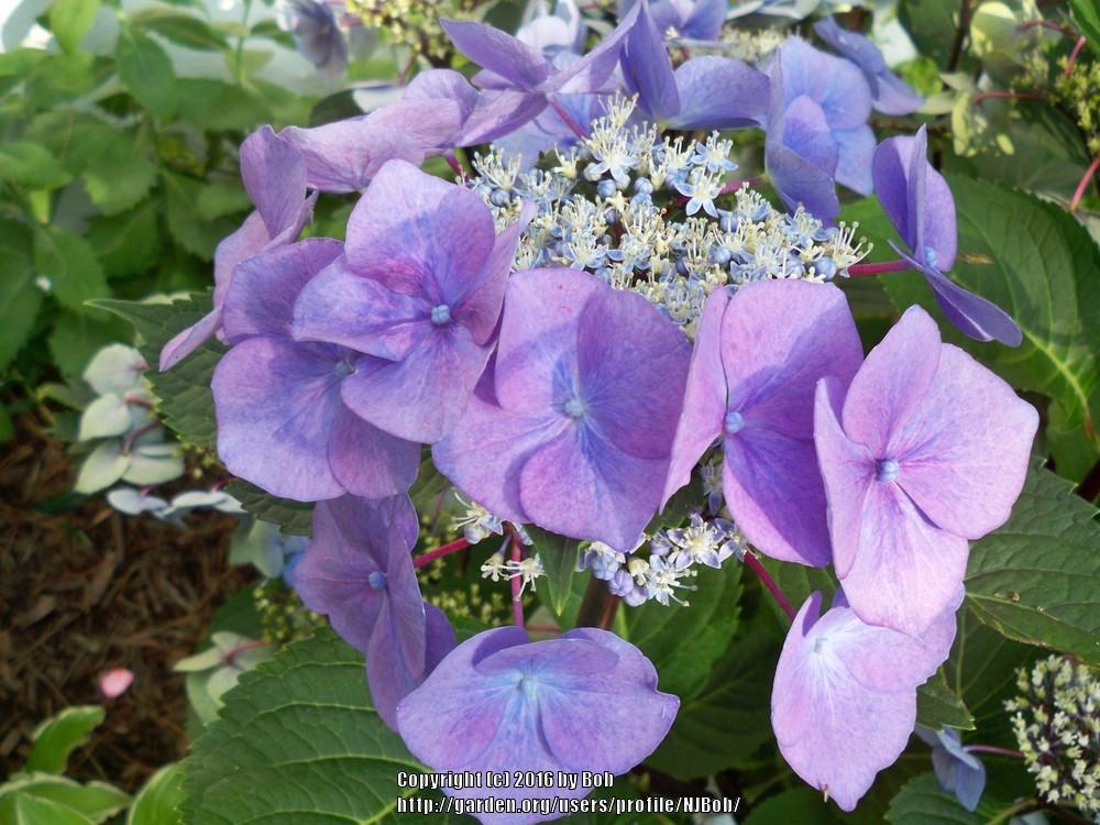 Photo of the bloom of Lacecap Hydrangea (Hydrangea macrophylla 'Zorro ...