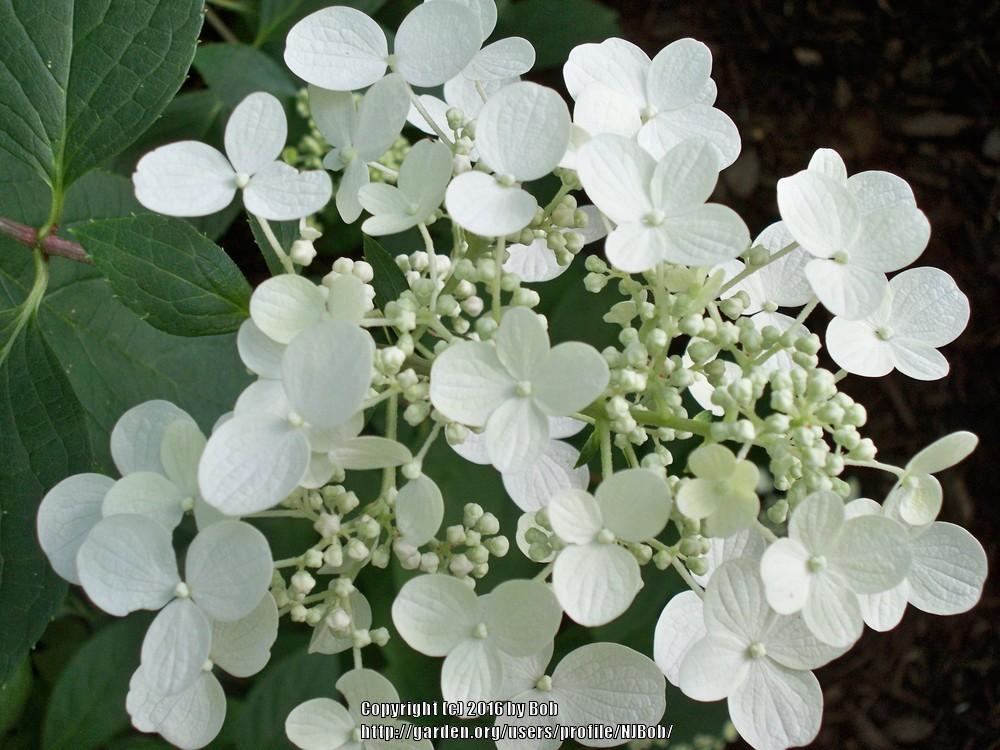 Panicle Hydrangea (Hydrangea paniculata Fire and Ice™) in the ...