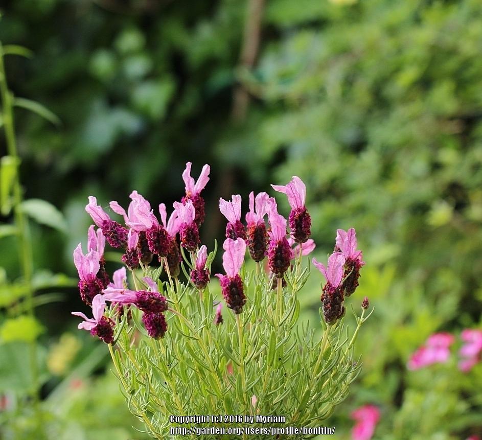 Lavender (Lavandula stoechas 'Sugarberry Ruffles') in the Lavenders ...