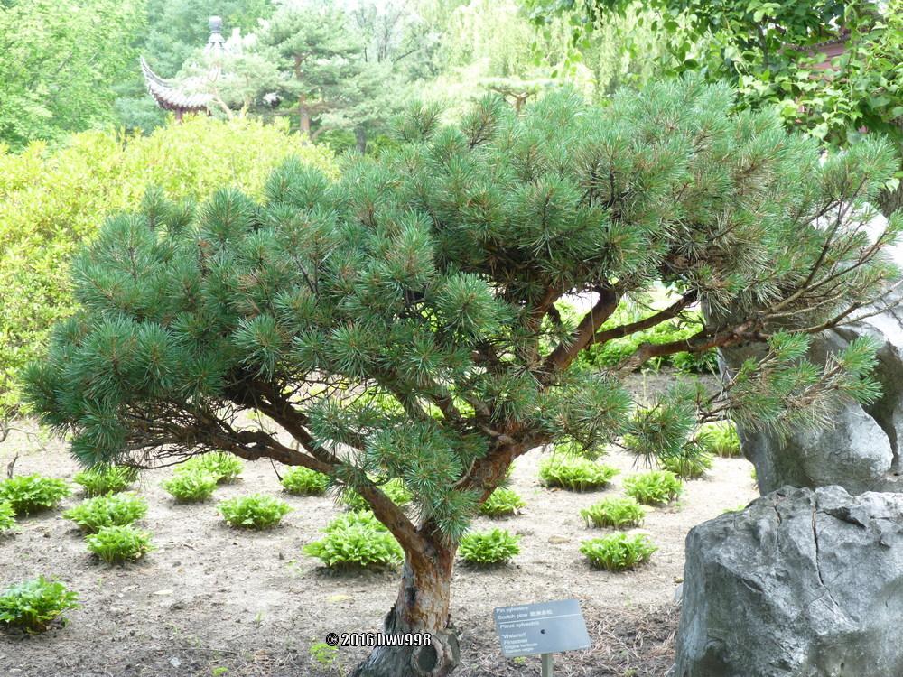 Photo of the entire plant of Scots Pine (Pinus sylvestris 'Watereri ...