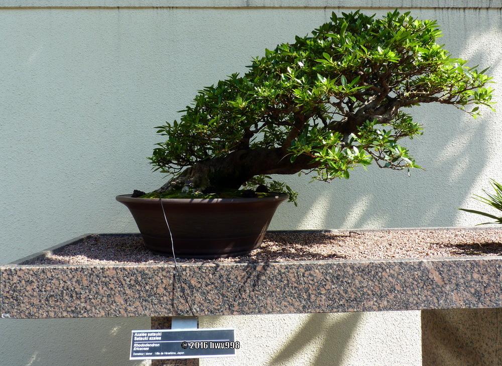 Satsuki Azalea (Rhododendron indicum 'Osakazuki') in the Rhododendrons ...