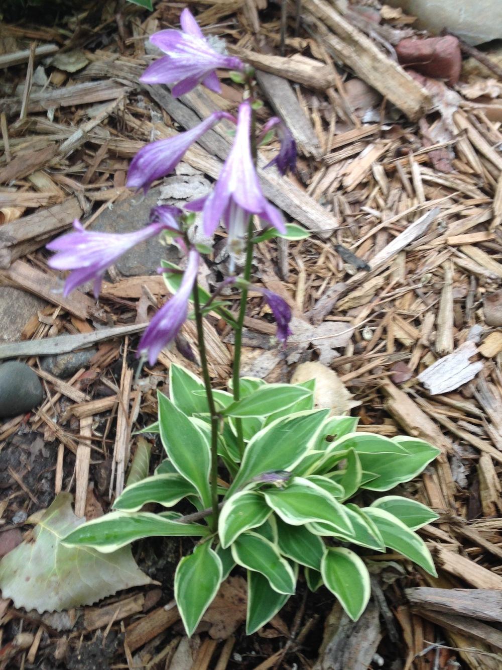 Hosta 'Woodland Elf' in the Hostas Database - Garden.org