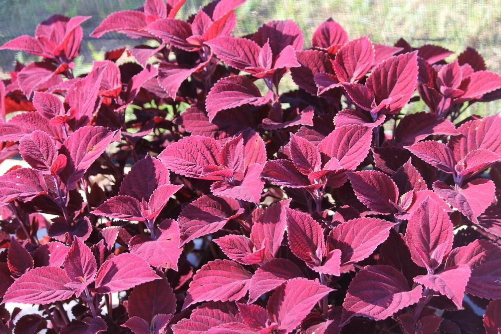 Coleus (Coleus scutellarioides 'Ruby Slipper') in the Coleus Database ...