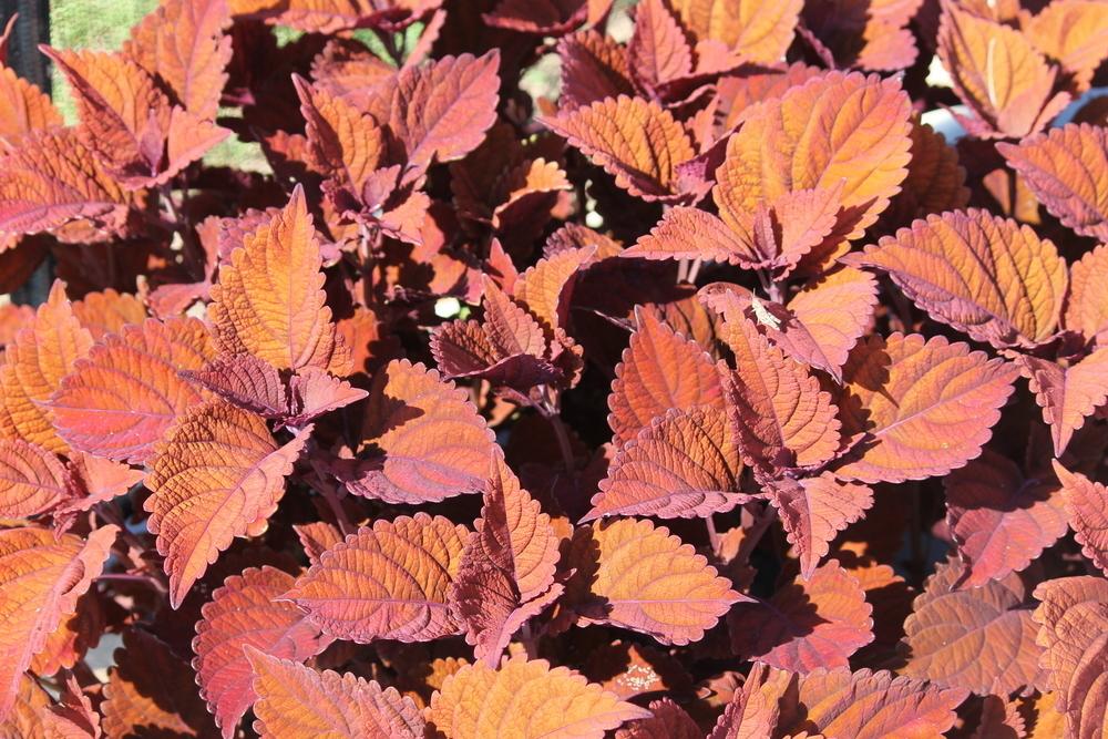 Photo of the entire plant of Coleus (Coleus scutellarioides 'Inferno ...