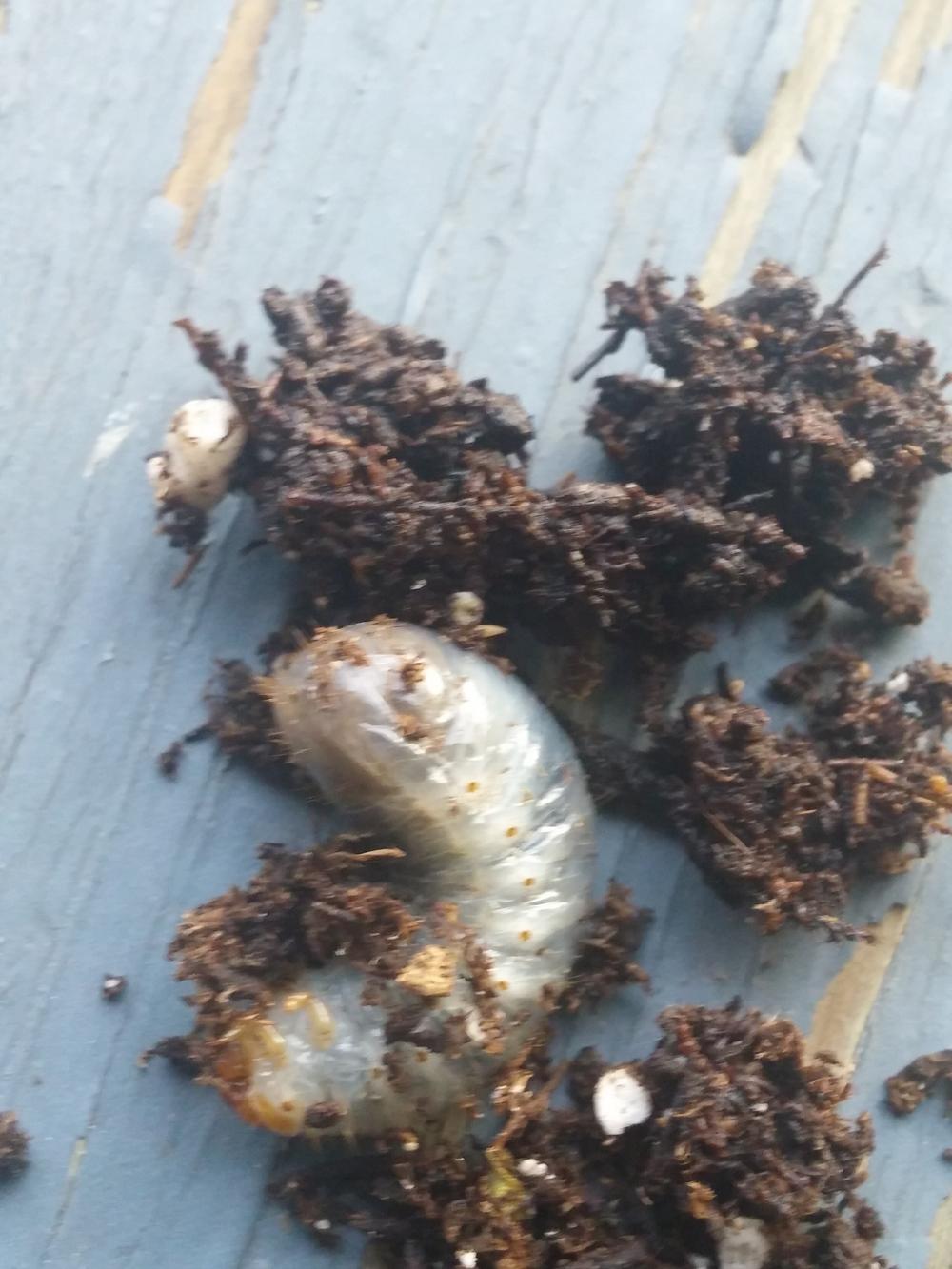 Are these larvae good or bad? in the Pests and Diseases forum - Garden.org