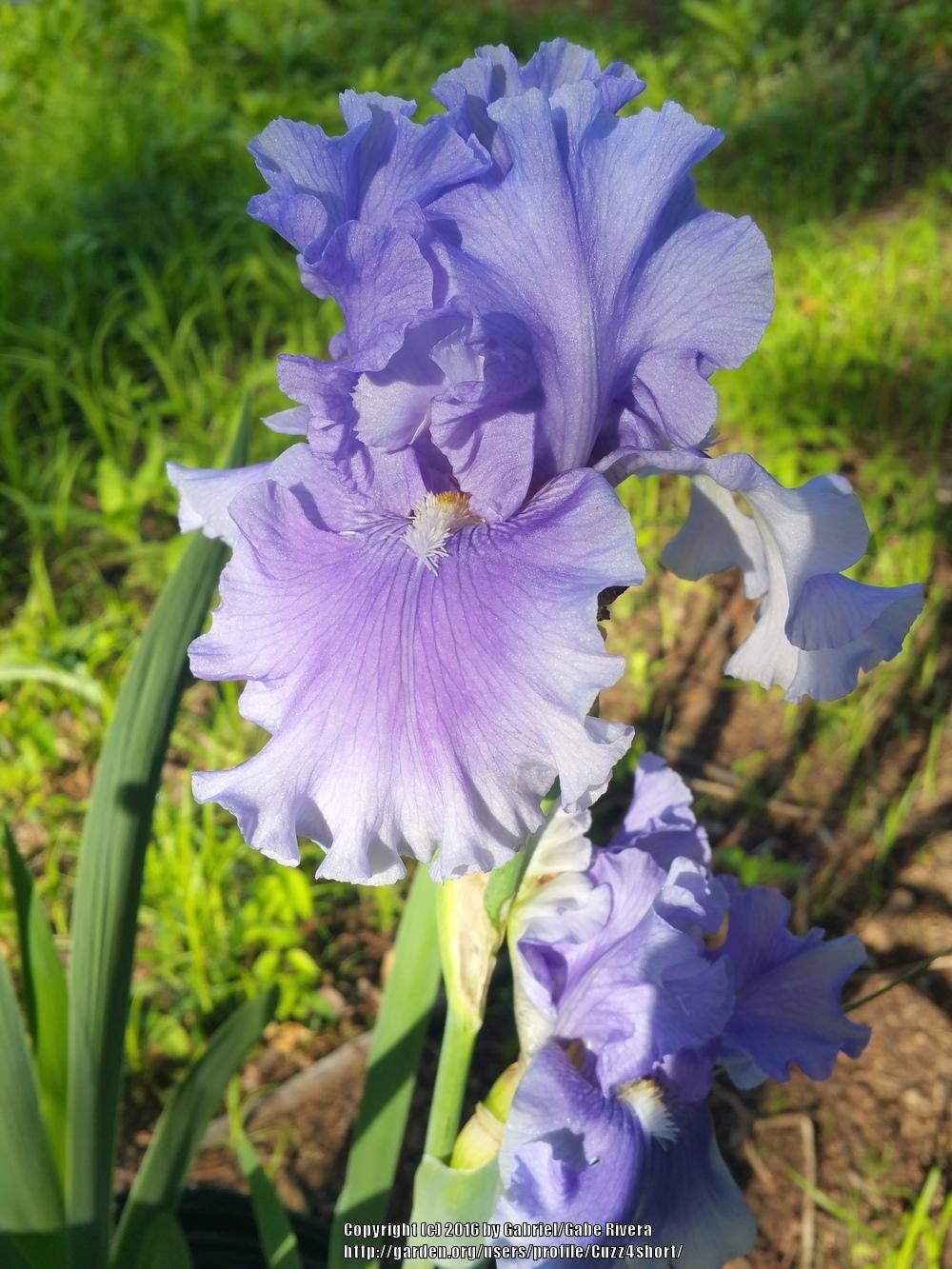 Photo of the bloom of Tall Bearded Iris (Iris 'Raging Tide') posted by ...
