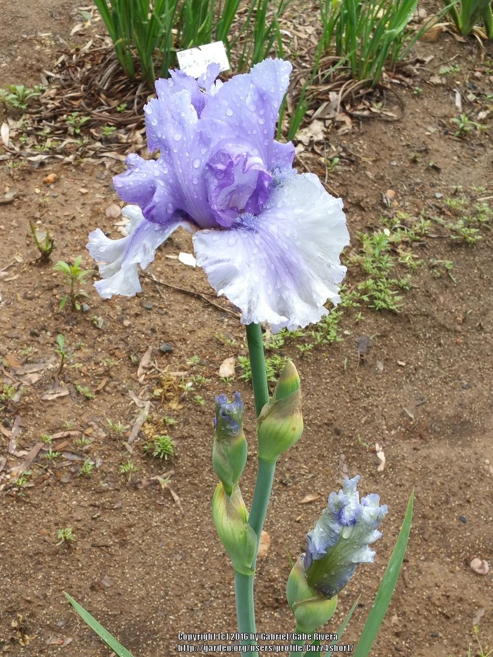 Tall Bearded Iris (Iris 'Hidden Message') in the Irises Database ...