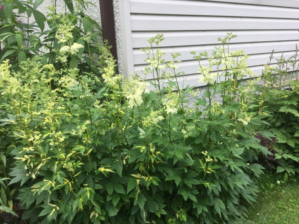 Photo of the entire plant of Queen Of The Meadows (Filipendula ulmaria ...