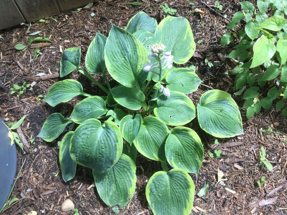 Photo of the entire plant of Hosta 'Tokudama Flavocircinalis' posted by ...