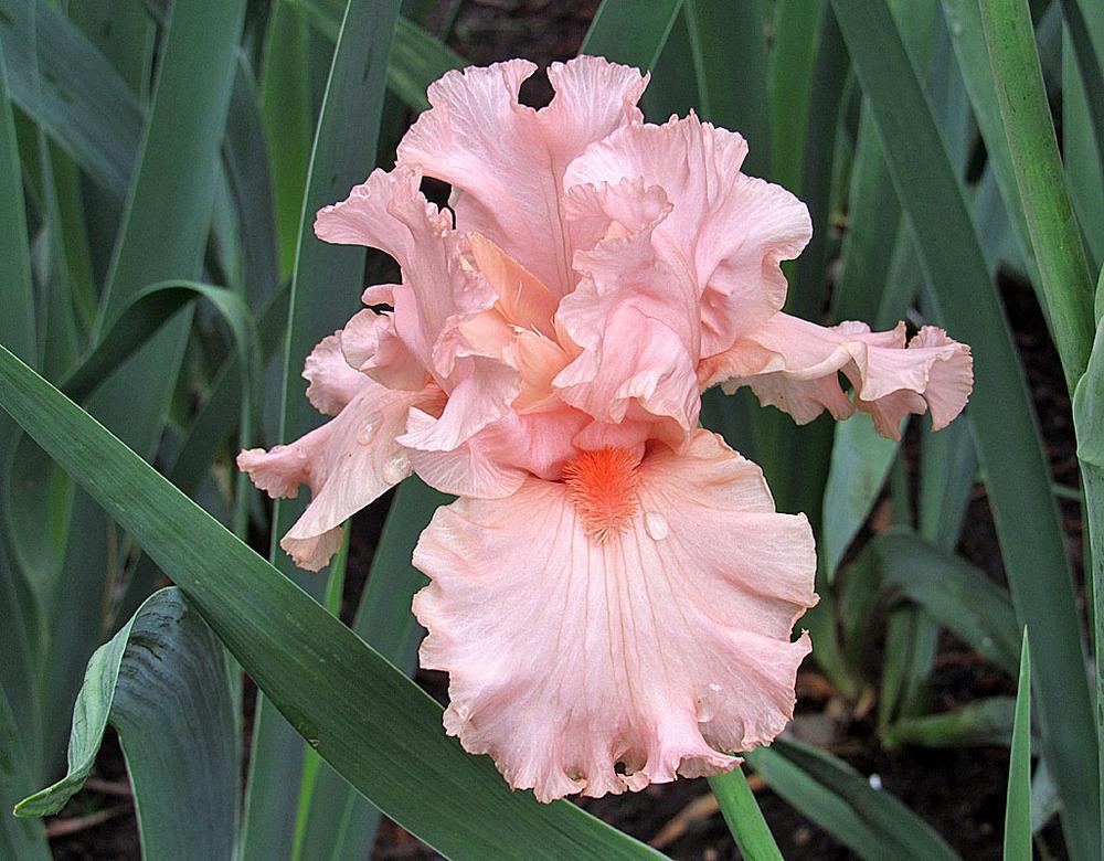 Tall Bearded Iris (Iris 'Pink Perception') in the Irises Database ...