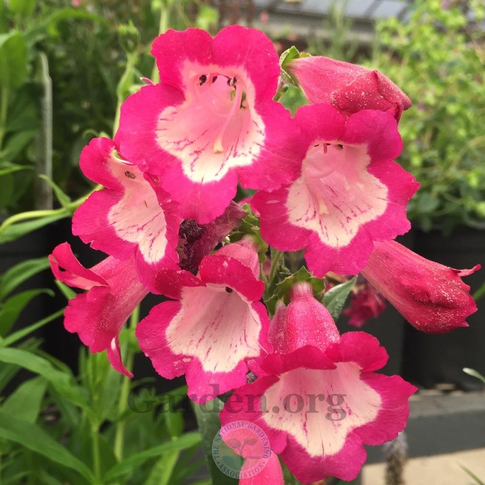 Penstemon 'Ruby Candle' in the Penstemons Database - Garden.org