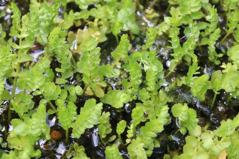 Helosciadium repens - Garden.org