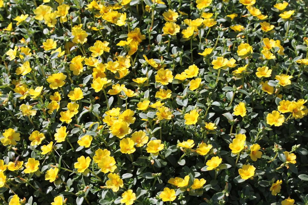 Purslane (Portulaca umbraticola Pazzaz™ Vivid Yellow) - Garden.org