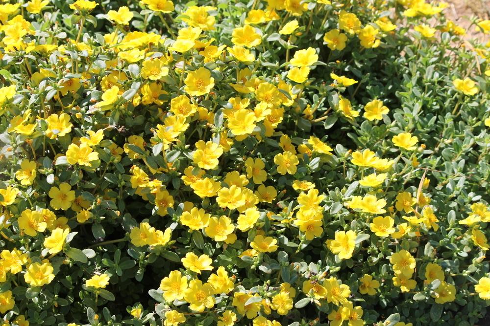 Purslane (Portulaca umbraticola Pazzaz™ Yellow Improved) - Garden.org