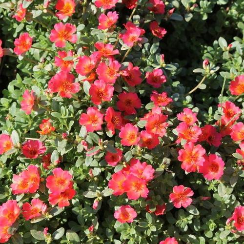 Portulaca Mojave® Red - Garden.org