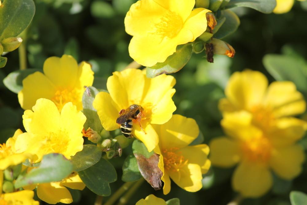 Portulaca Mojave® Yellow - Garden.org