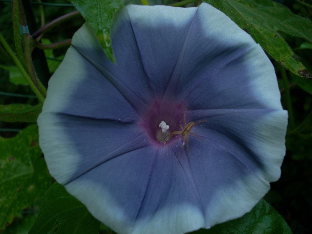 Hybrid Morning Glory (Ipomoea nil 'Gray Morning Mist') in the Morning ...