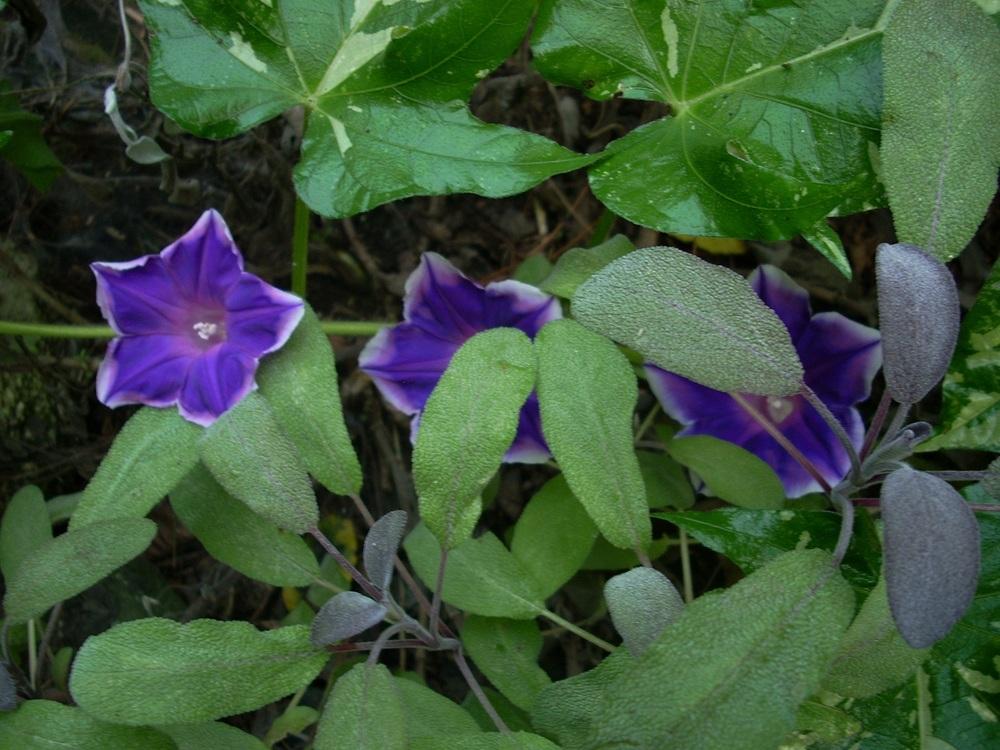 Hybrid Morning Glory (Ipomoea nil 'Good Morning Violet') in the Morning ...