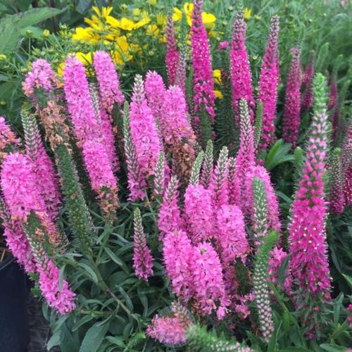 Spike Speedwell (Veronica spicata 'Red Fox') in the Veronicas Database ...
