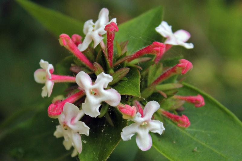 Abelias: Plant Care and Collection of Varieties - Garden.org