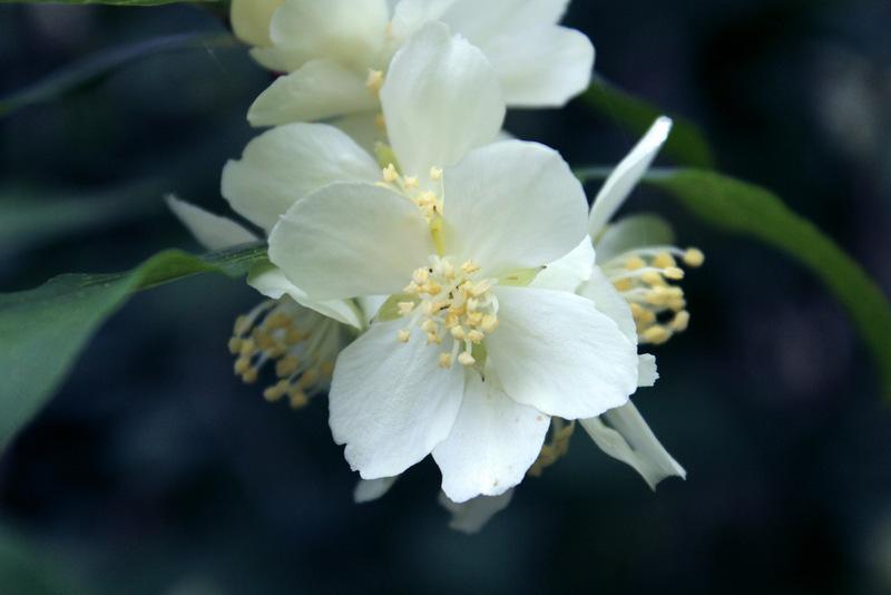 Photo of the bloom of Sweet Mock Orange (Philadelphus coronarius) posted by RuuddeBlock - Garden.org