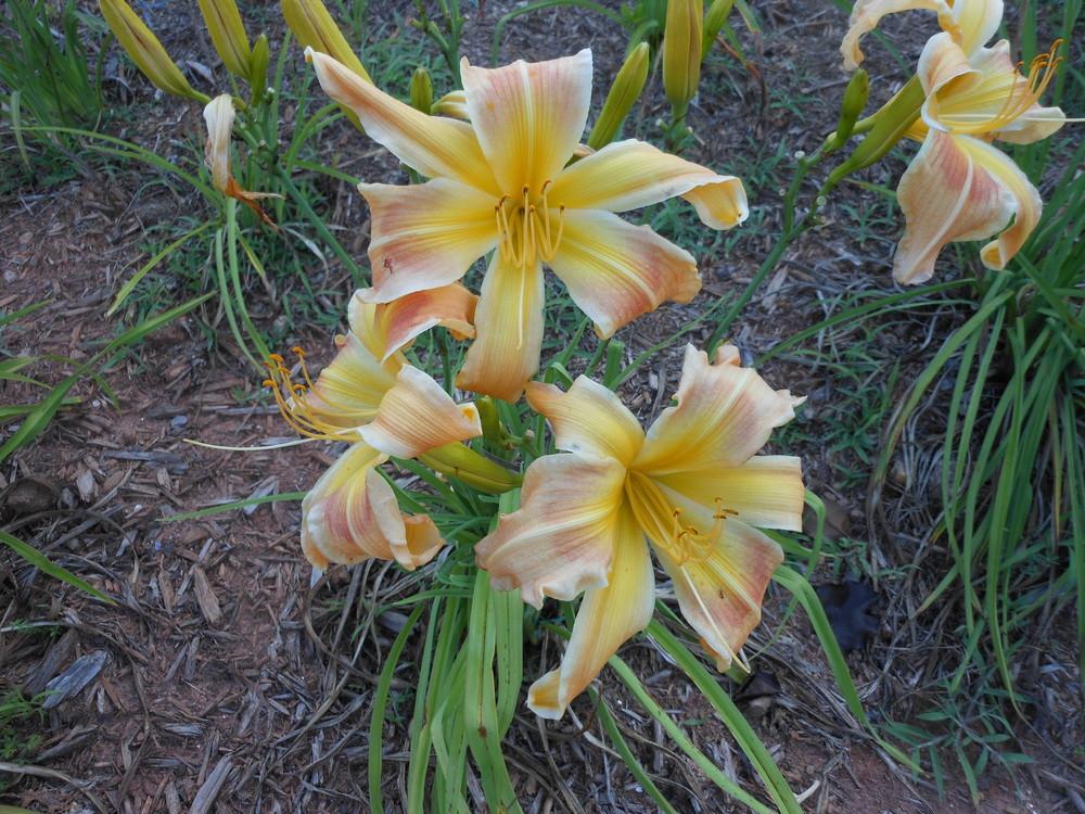 Photo of the bloom of Daylily (Hemerocallis 'Pagan Spirit') posted by ...