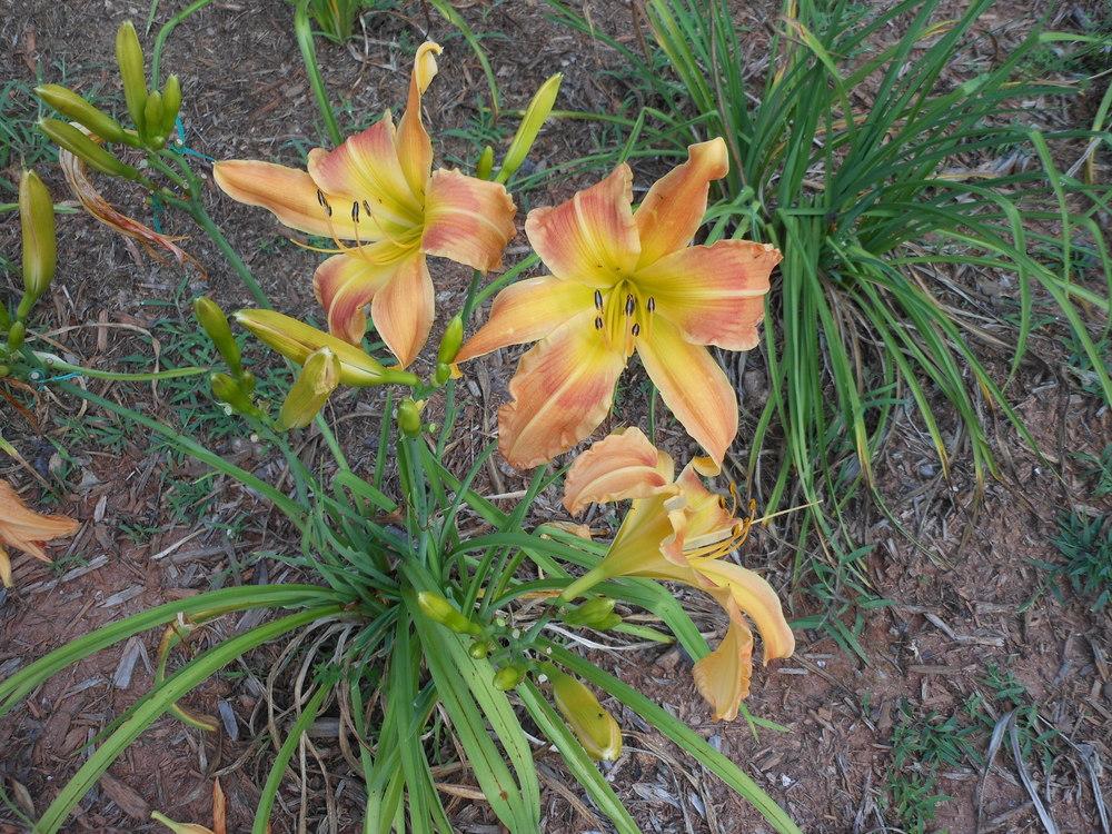 Photo of the bloom of Daylily (Hemerocallis 'Pagan Spirit') posted by ...